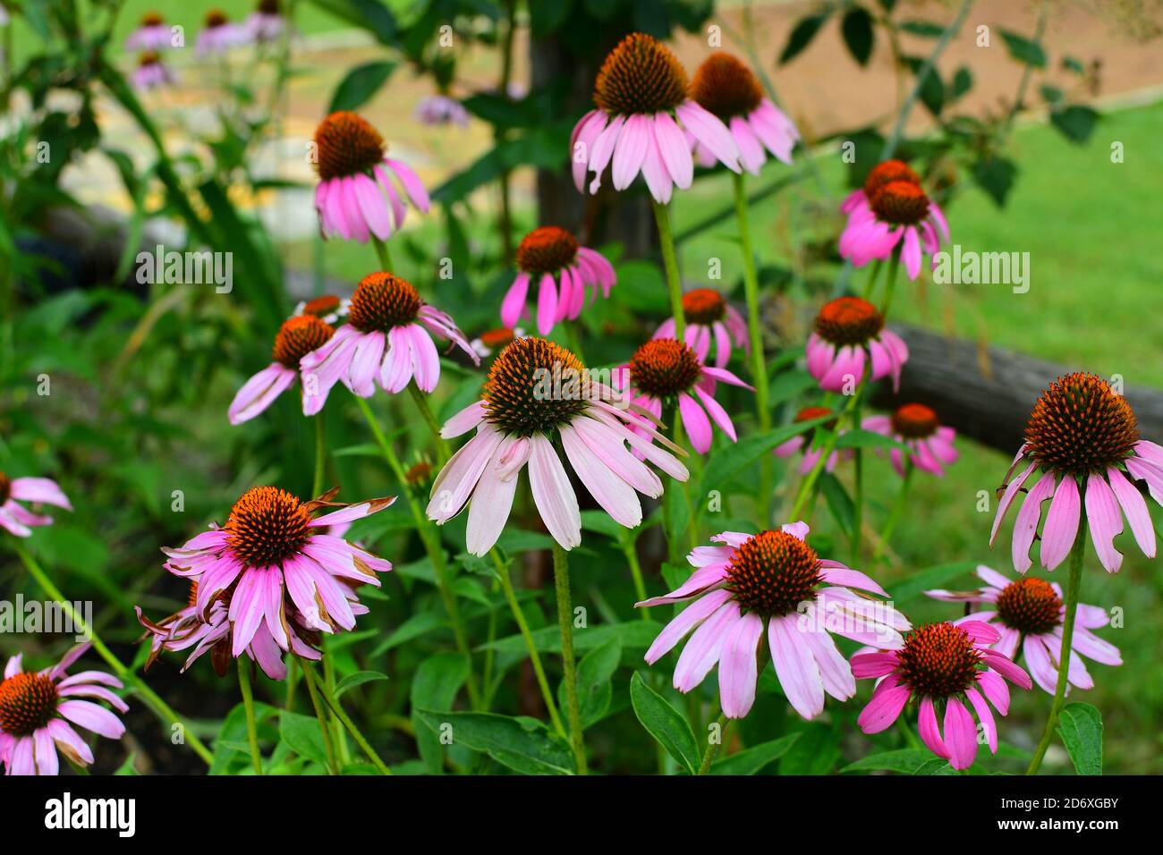 Bright pink coneflowers hi-res stock photography and images - Alamy