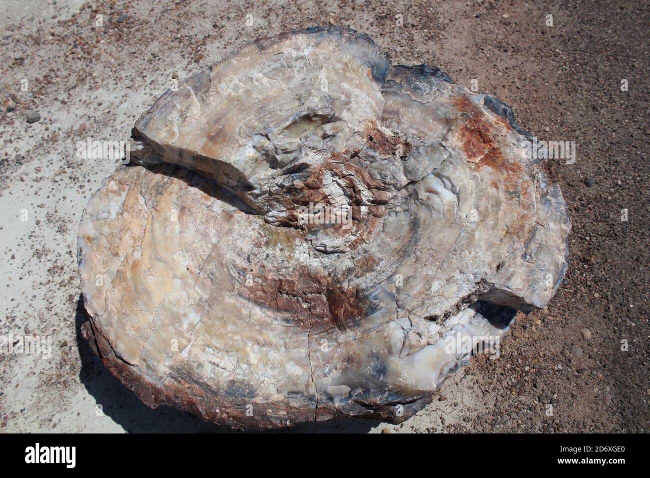 Cross-cut petrified log revealing brilliant white and grey agate filled ...