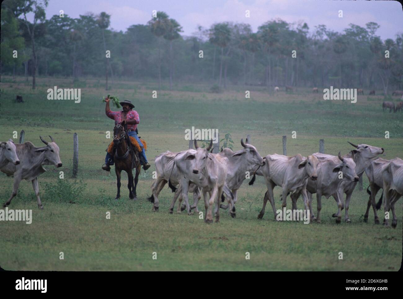 Portland, Oregon, USA. 19th Oct, 2020. Pantaneiro, a Brazilian version ...
