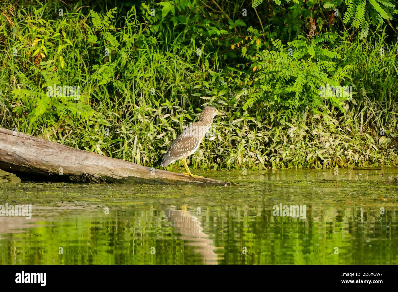 Eurasian Bittern Great bittern Stock Photo - Alamy