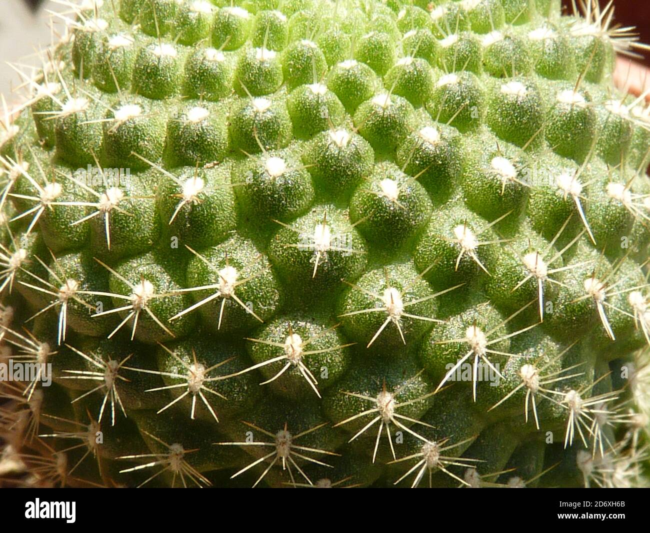 Closeup shot of growing cactus plants in the greenery - perfect for ...
