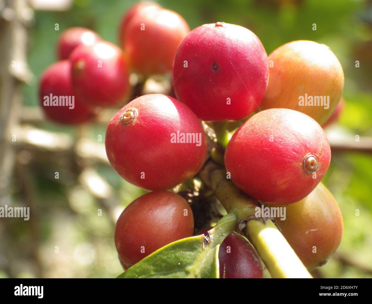 Closeup shot of riping coffee berries on a branch Stock Photo - Alamy