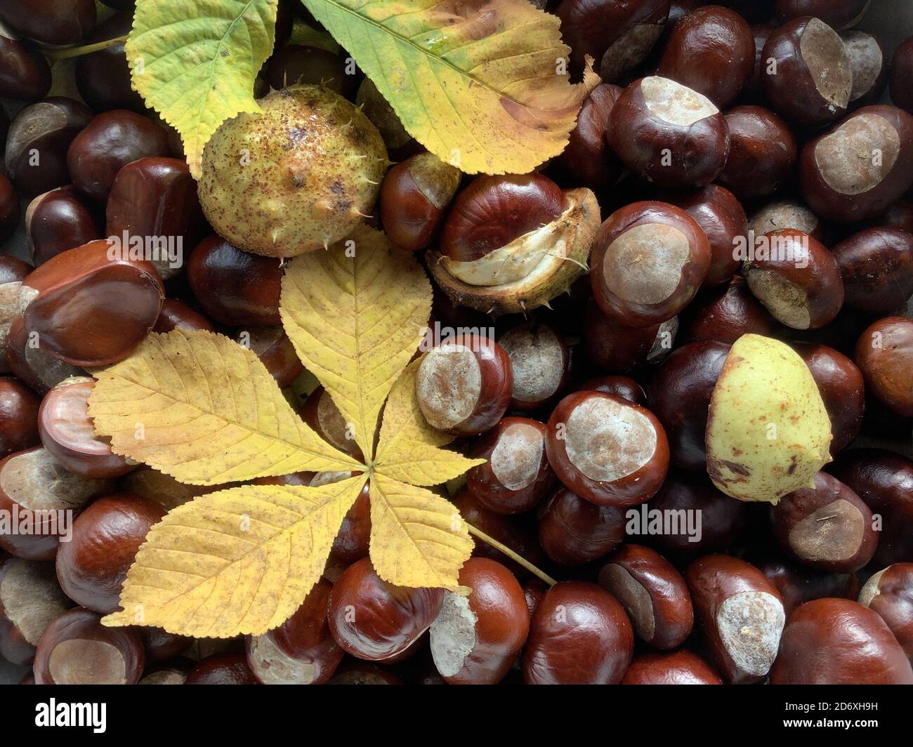 Chestnuts and leaves in fall Stock Photo - Alamy