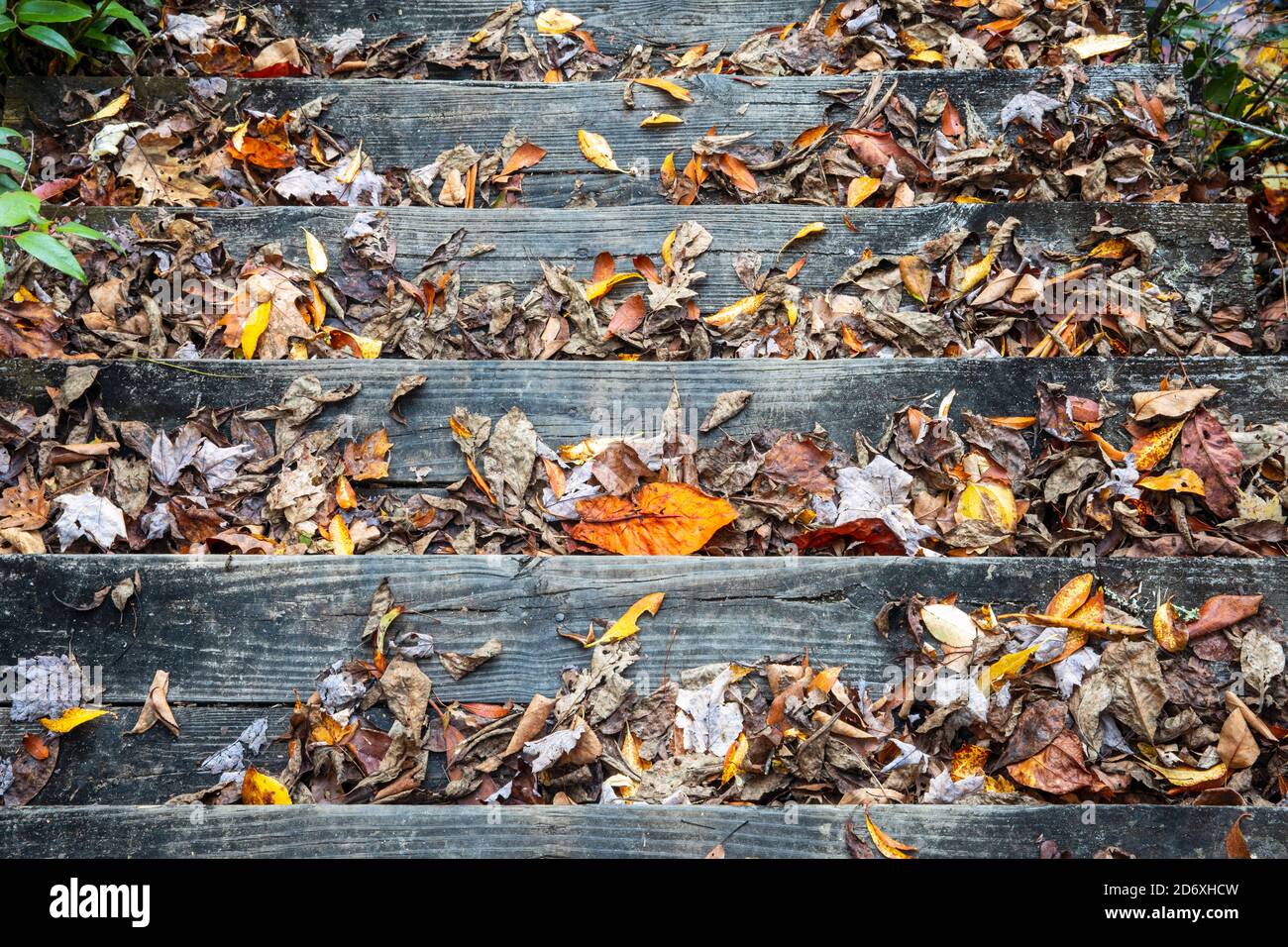 Foliage steps hi-res stock photography and images - Alamy