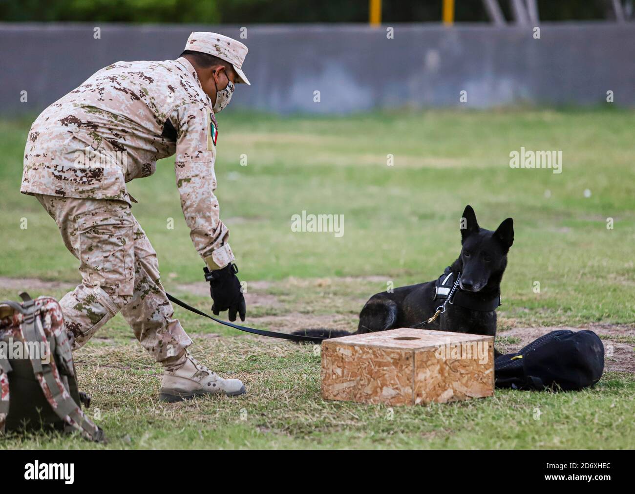 Perro y campo hi-res stock photography and images - Alamy