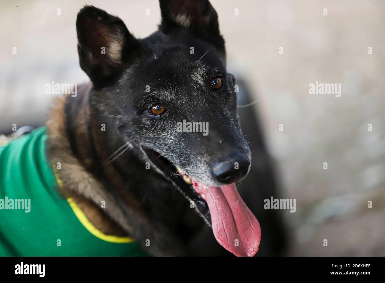Perro y campo hi-res stock photography and images - Alamy