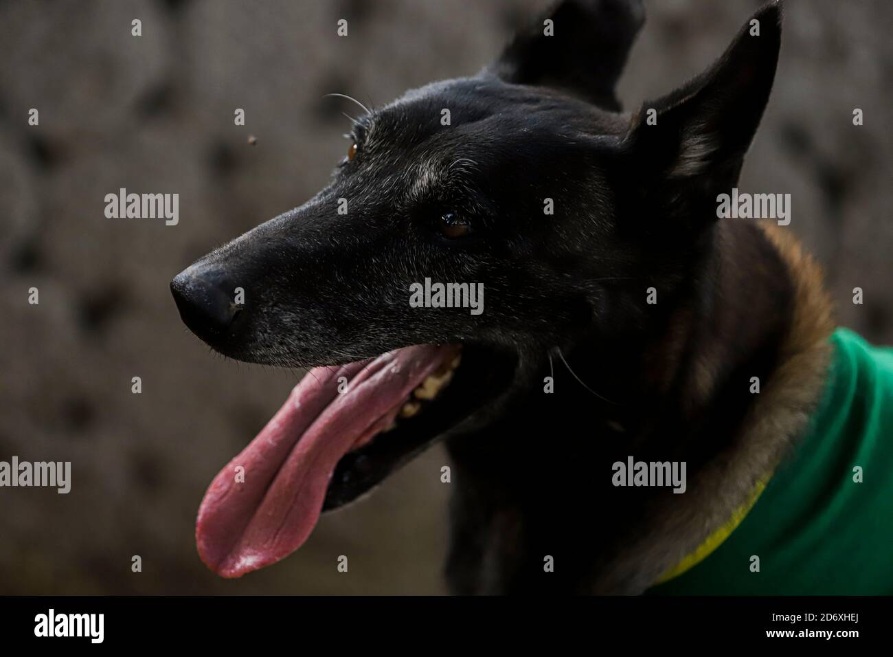 Perro militar hi-res stock photography and images - Alamy