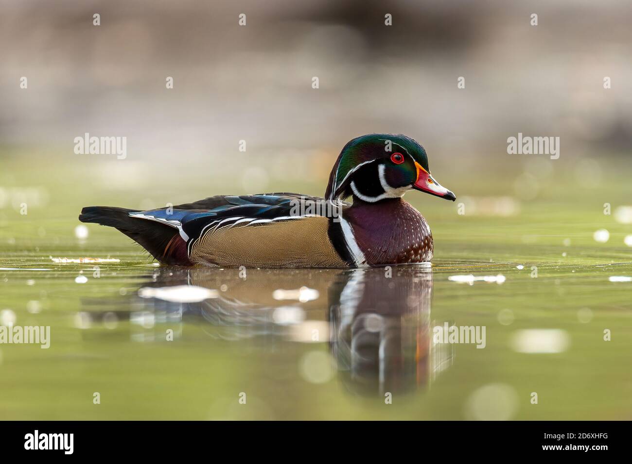 Low angle of Wood duck drake(Aix sponsa) swimming across pond Stock ...