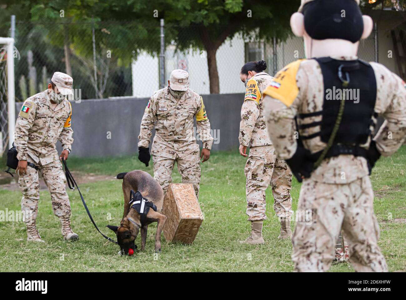 Perro y campo hi-res stock photography and images - Alamy