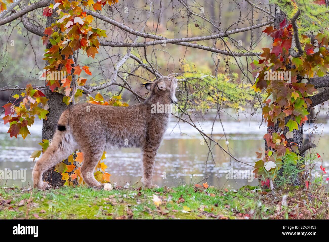 Canada lynx hi-res stock photography and images - Alamy