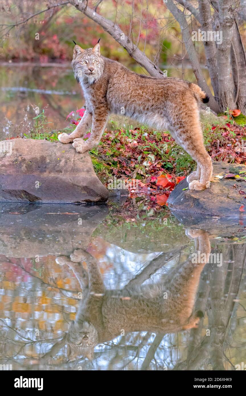 Canada Lynx with Reflection in Water in Autumn Stock Photo - Alamy