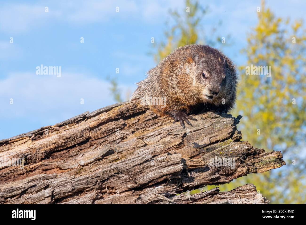 Woodchuck (Marmota monax) on a Log Stock Photo - Alamy