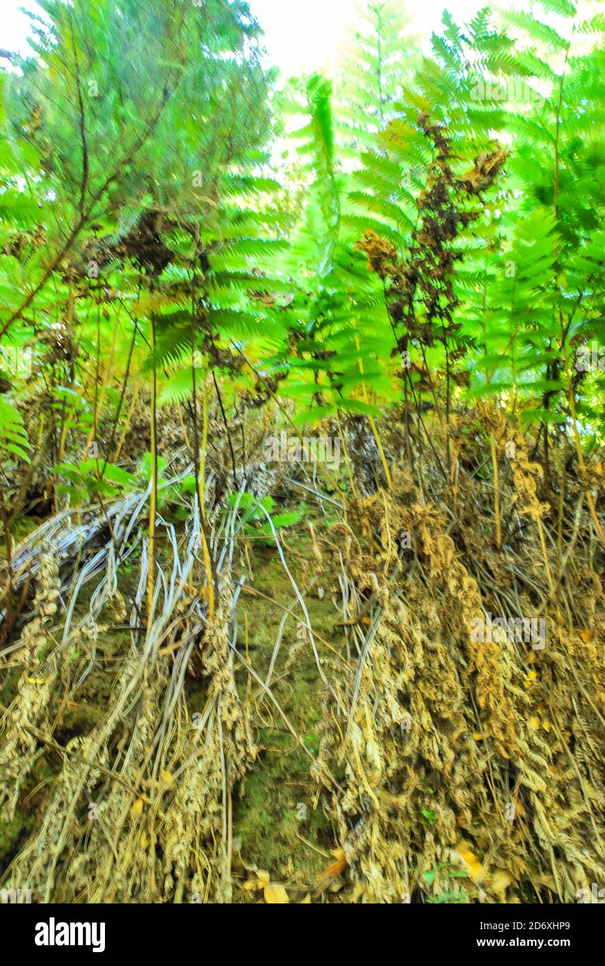 branches of a tree, digital photo picture as a background Stock Photo ...