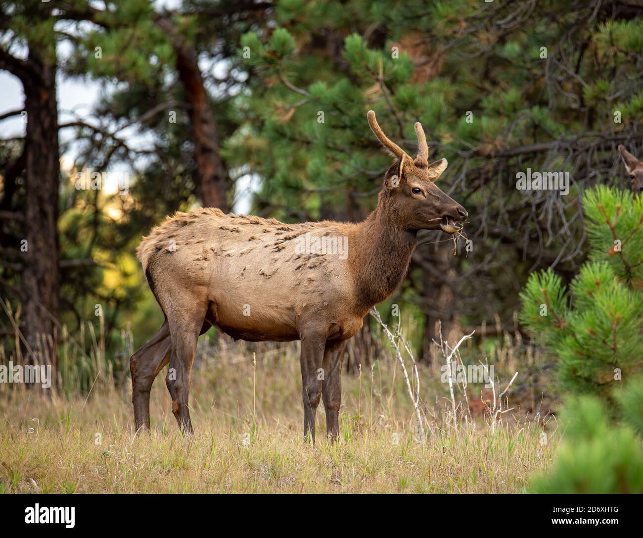 Bull elk juvenile hi-res stock photography and images - Alamy