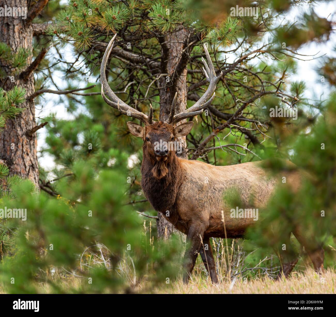 Bull Rocky mountain elk (Cervus canadensis nelsoni) stands broadside ...