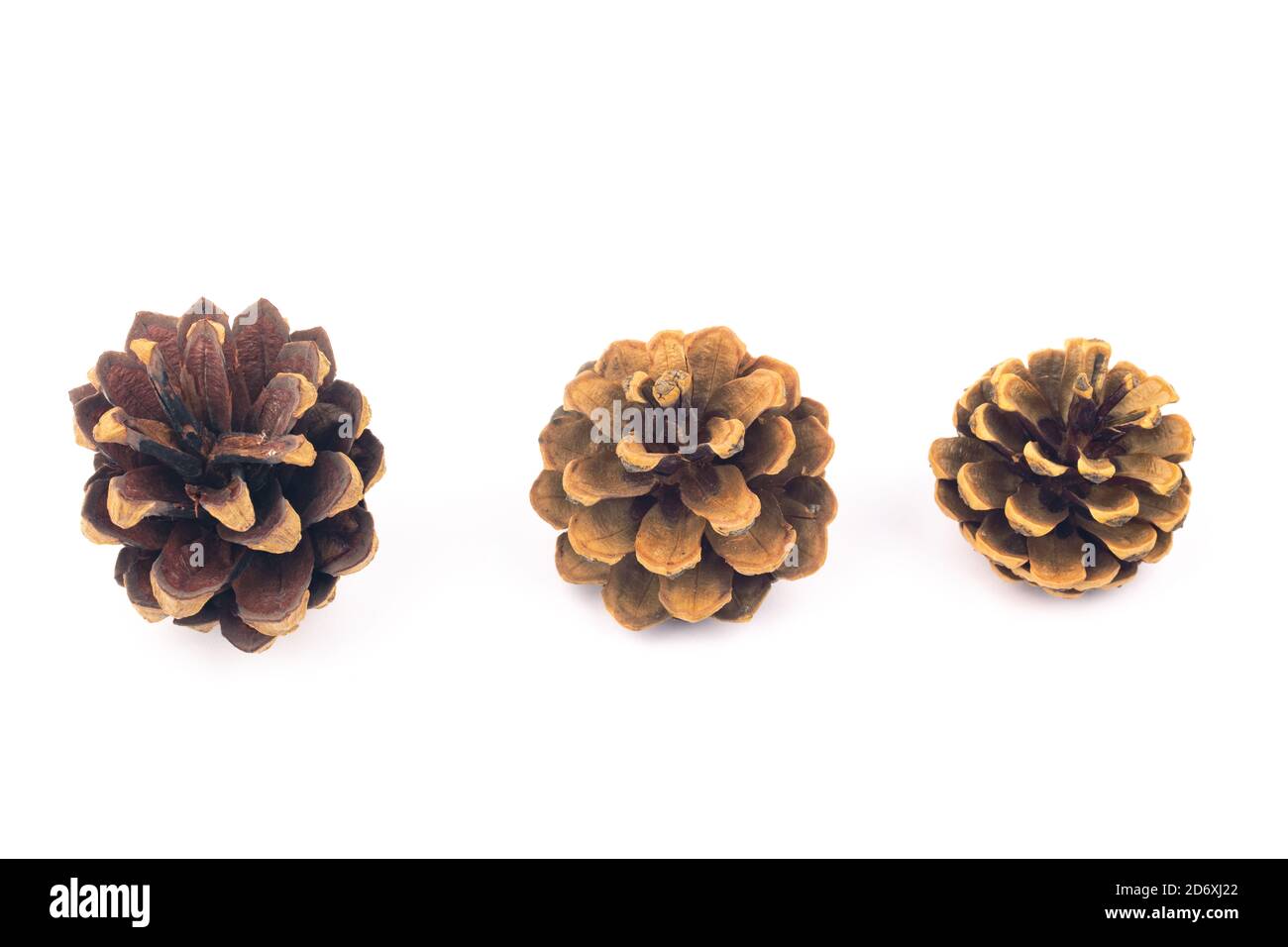 Pinecones isolated on white background Stock Photo - Alamy
