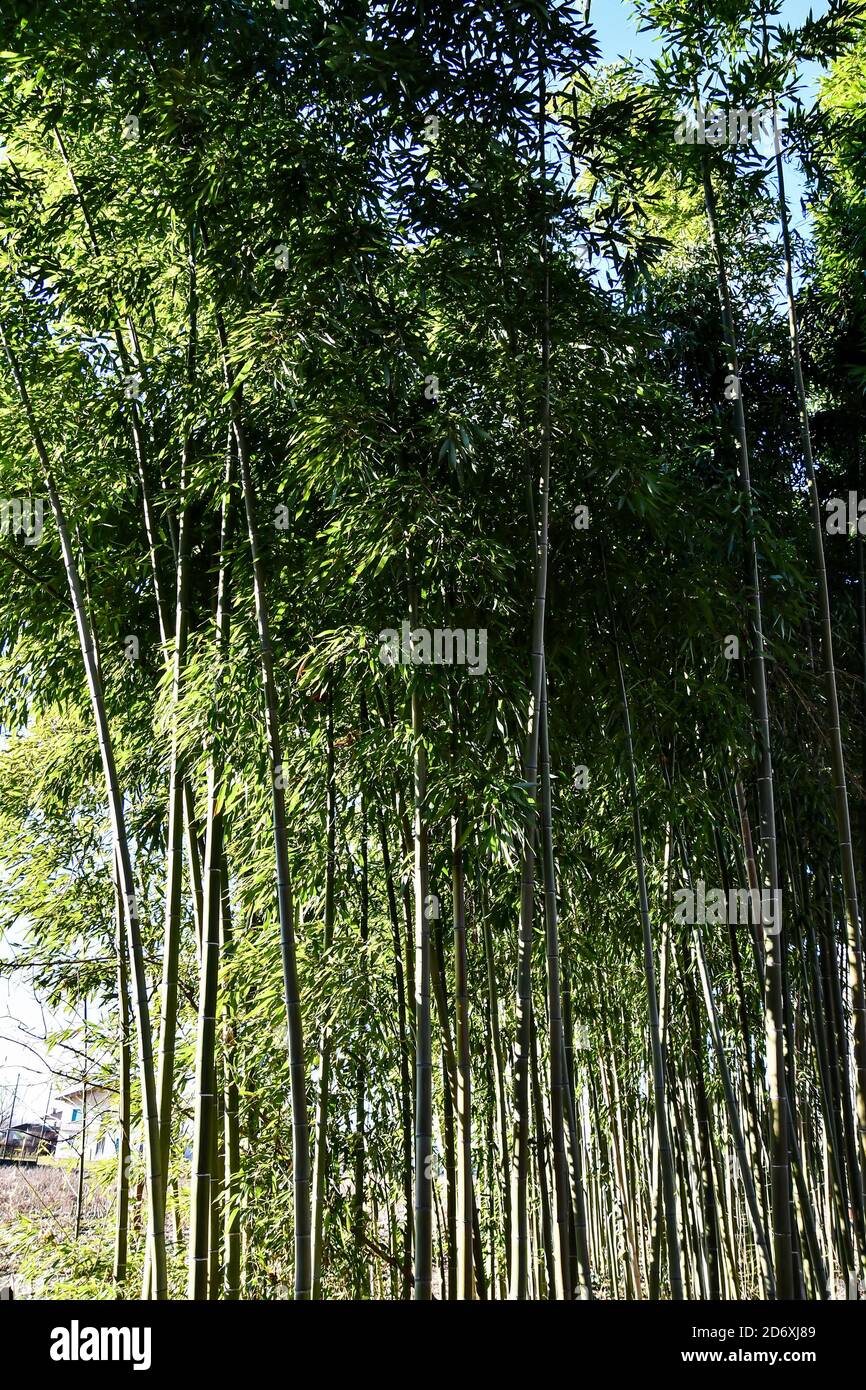 trees in the forest, photo as a background Stock Photo - Alamy