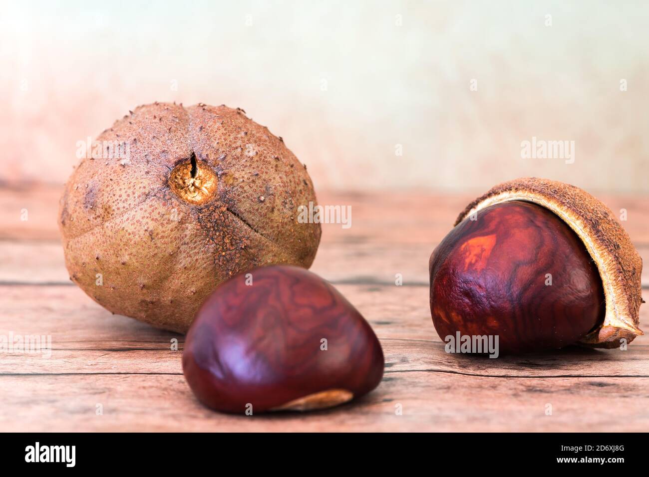 Unopened conker hi-res stock photography and images - Alamy