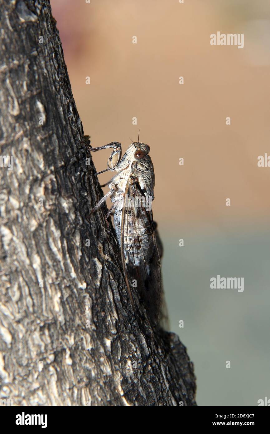 Vertical shot of the Cicada insect on a tree branch Stock Photo - Alamy
