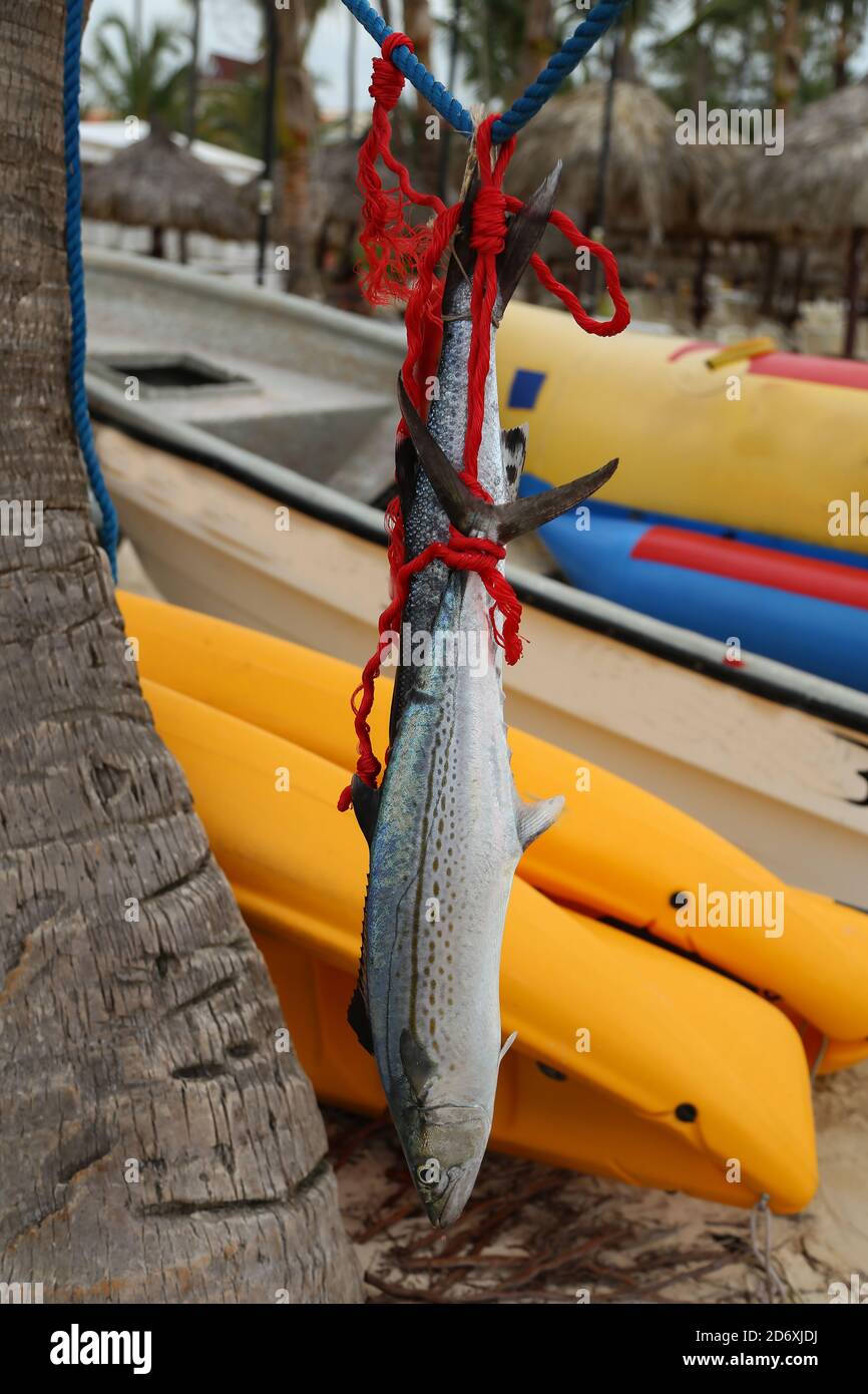 Vertical shot of a fresh fish just caught in the sea and hung upside ...