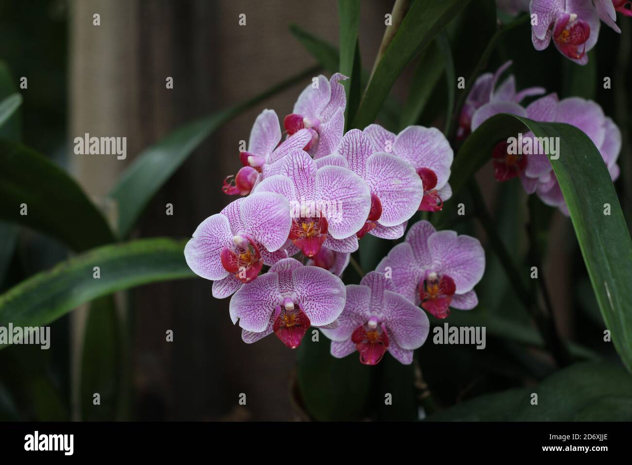 Orchideen flora hi-res stock photography and images - Alamy