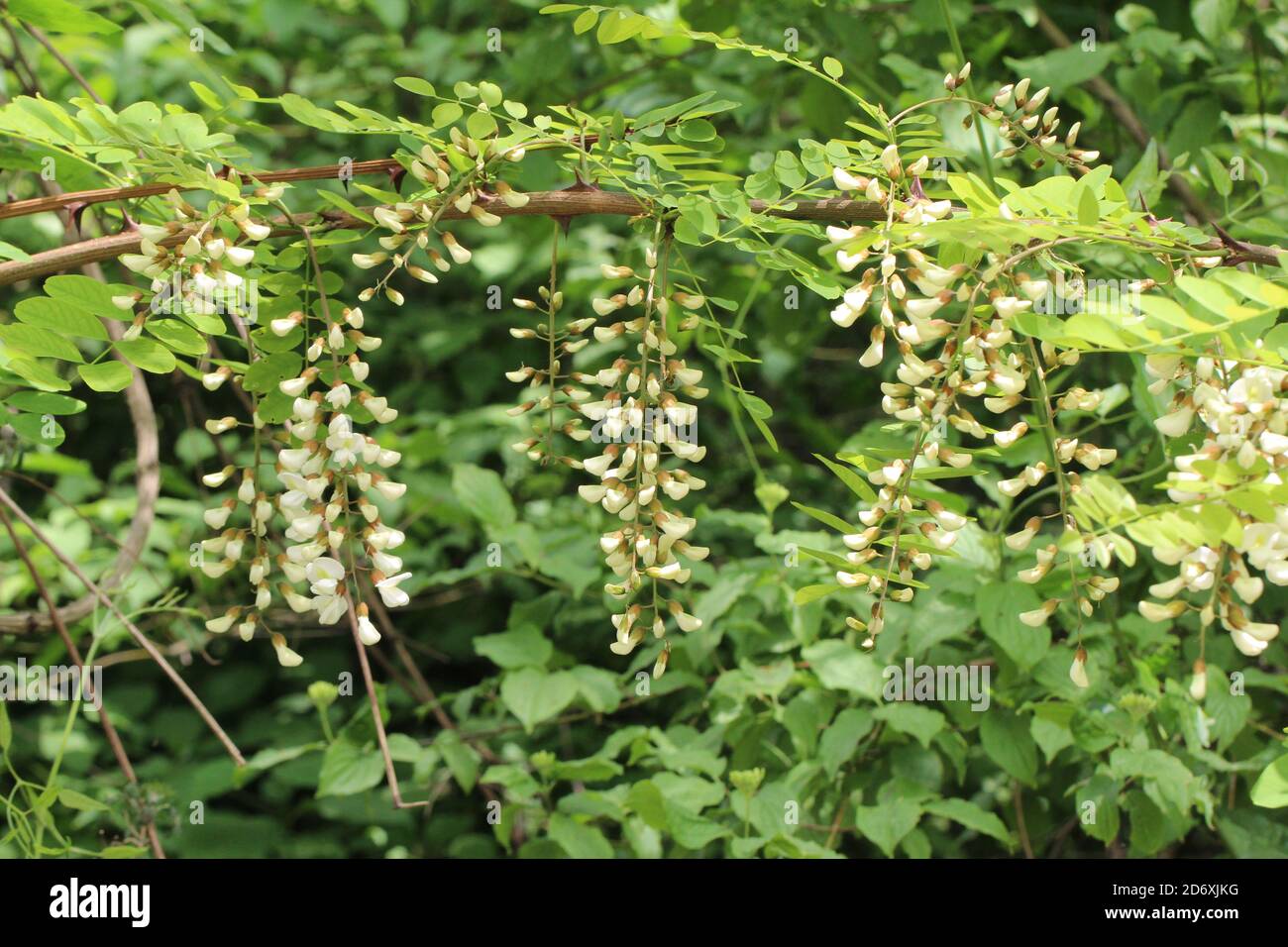 Close up shot of Robinia pseudoacacia flowers in a green forest Stock ...