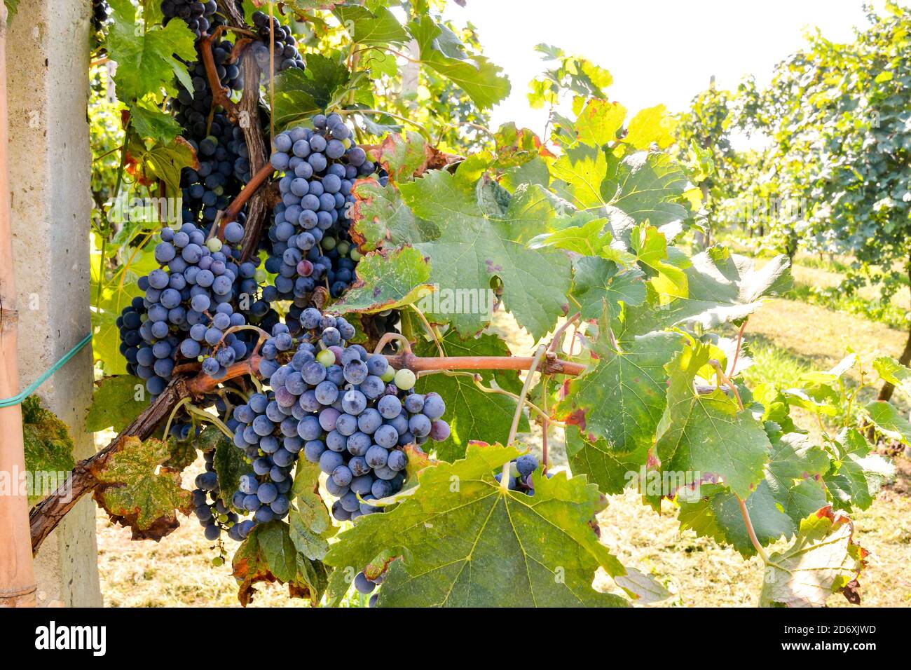 Vineyard Ready to Produce Wine Stock Photo - Alamy