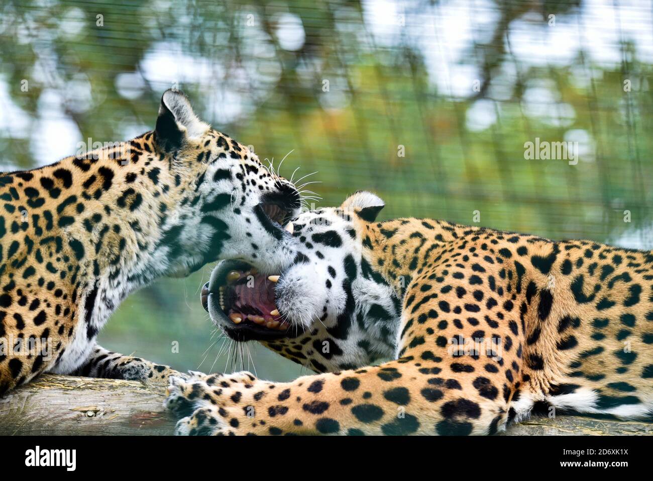 Hertfordshire, UK. 18th Oct, 2020. Jaguars play fight at Paradise ...
