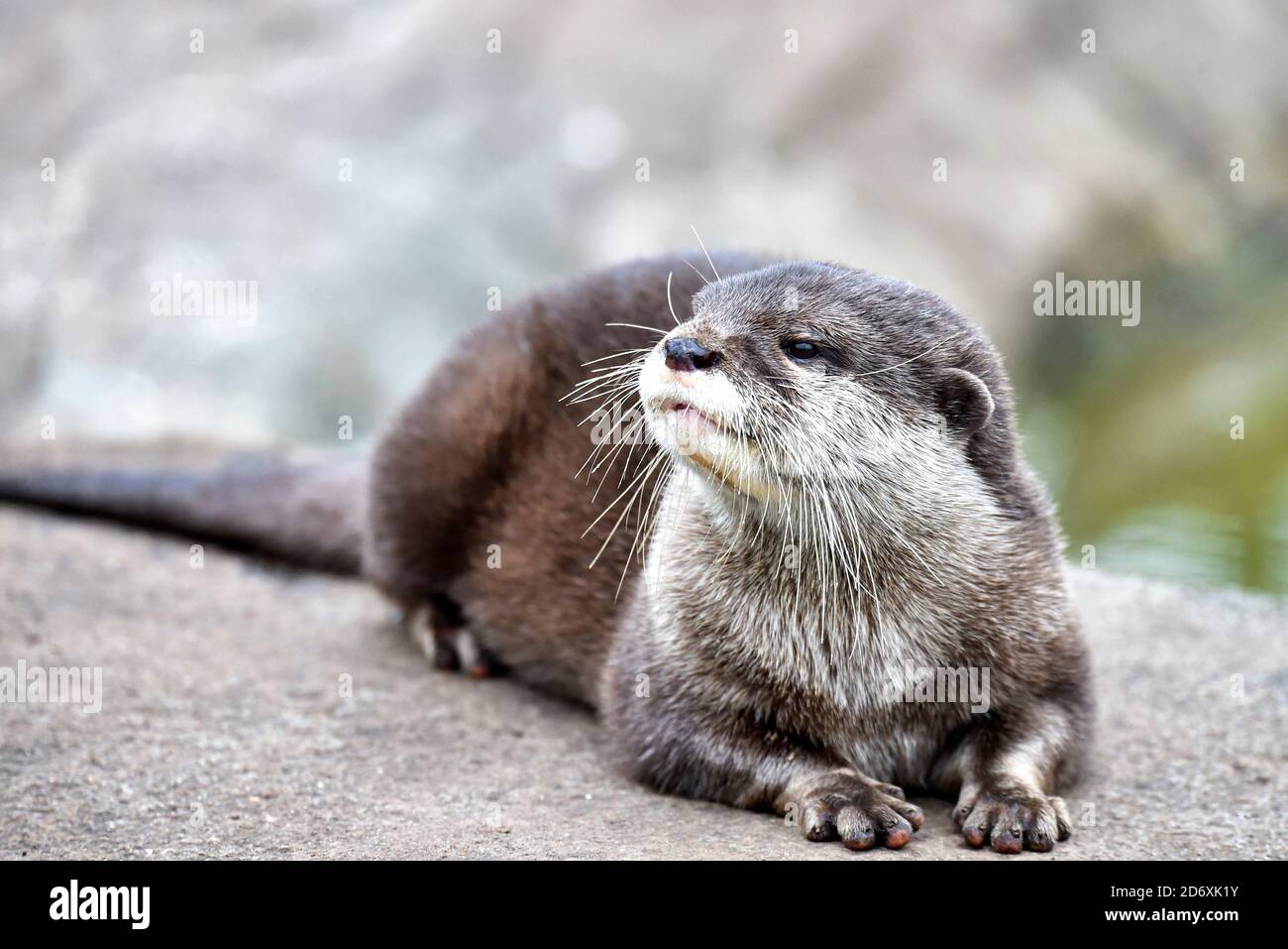 Hertfordshire, UK. 18th Oct, 2020. An Asian Small-clawed Otter seen at ...