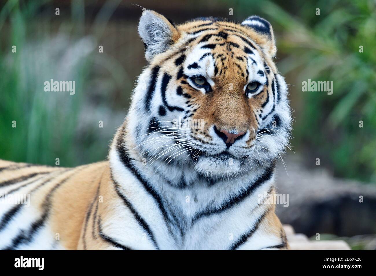 Paradise wildlife park hi-res stock photography and images - Alamy
