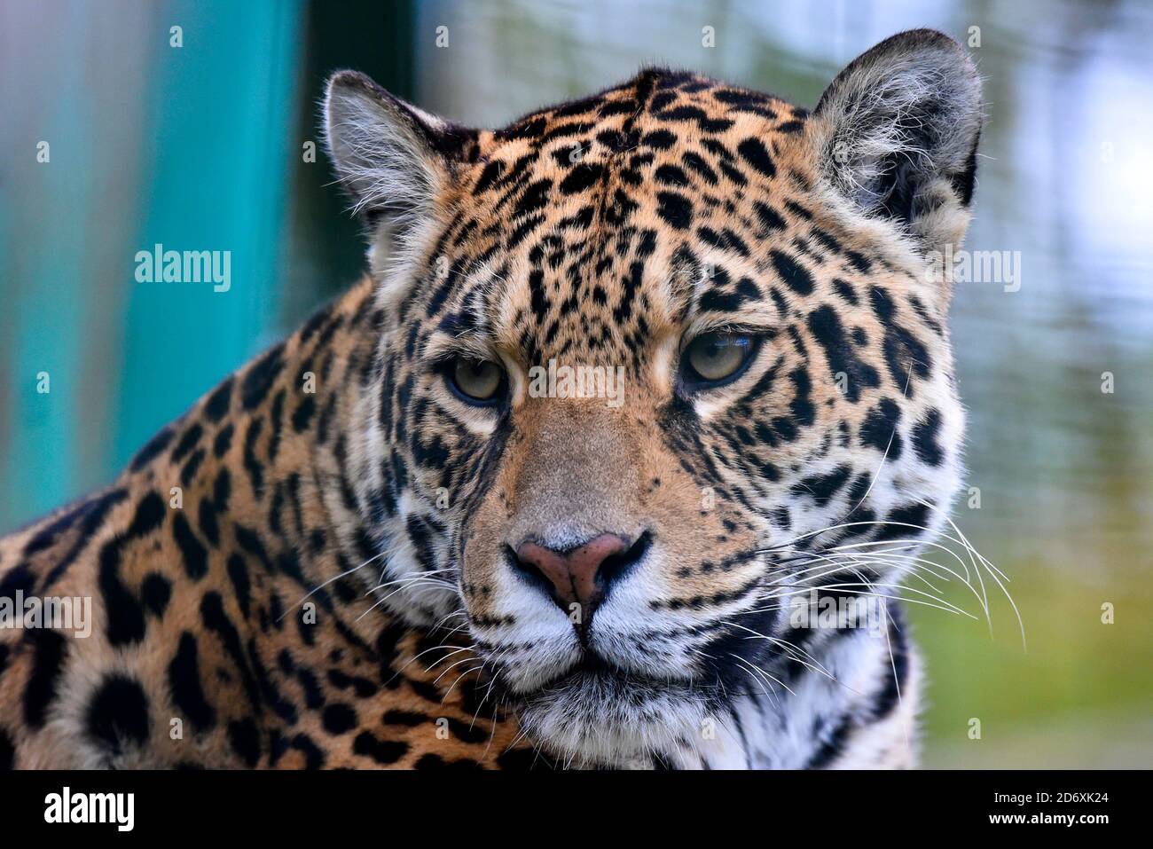Hertfordshire, UK. 18th Oct, 2020. A Jaguar seen at Paradise Wildlife ...