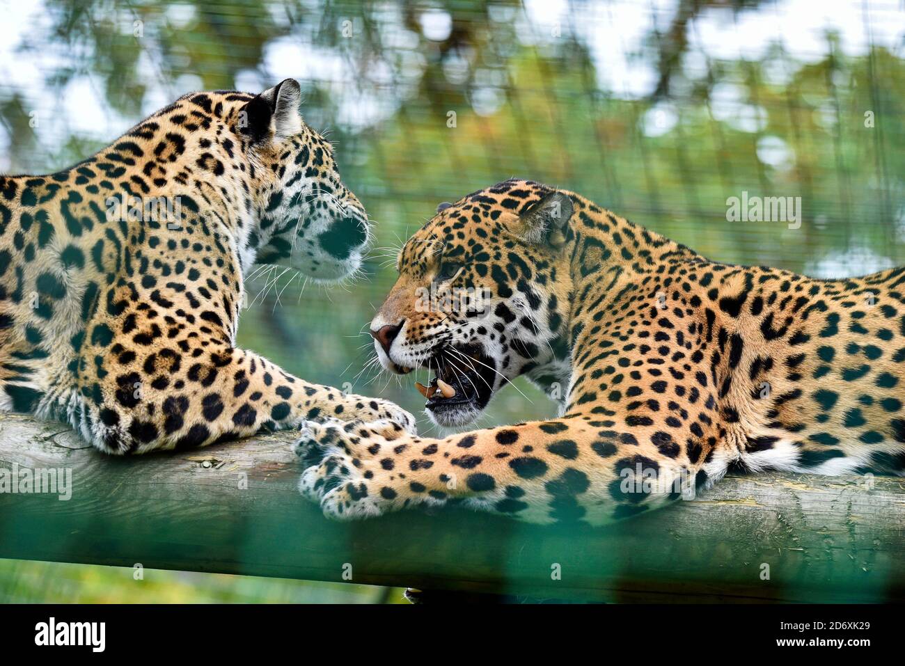 Hertfordshire, UK. 18th Oct, 2020. Jaguars play fight at Paradise ...