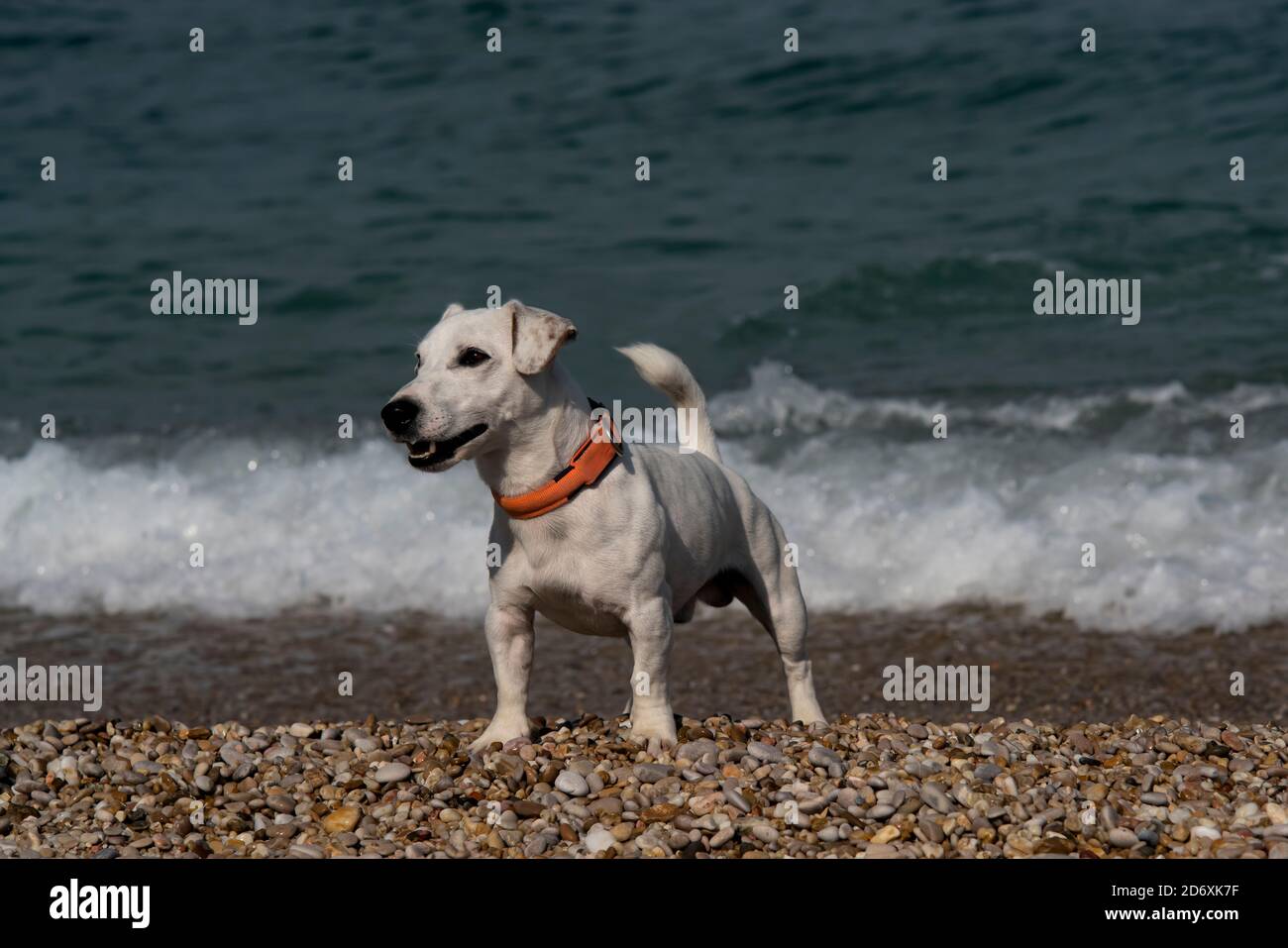White dog on the seashore. Dog with an orange collar. Pebble beach with ...