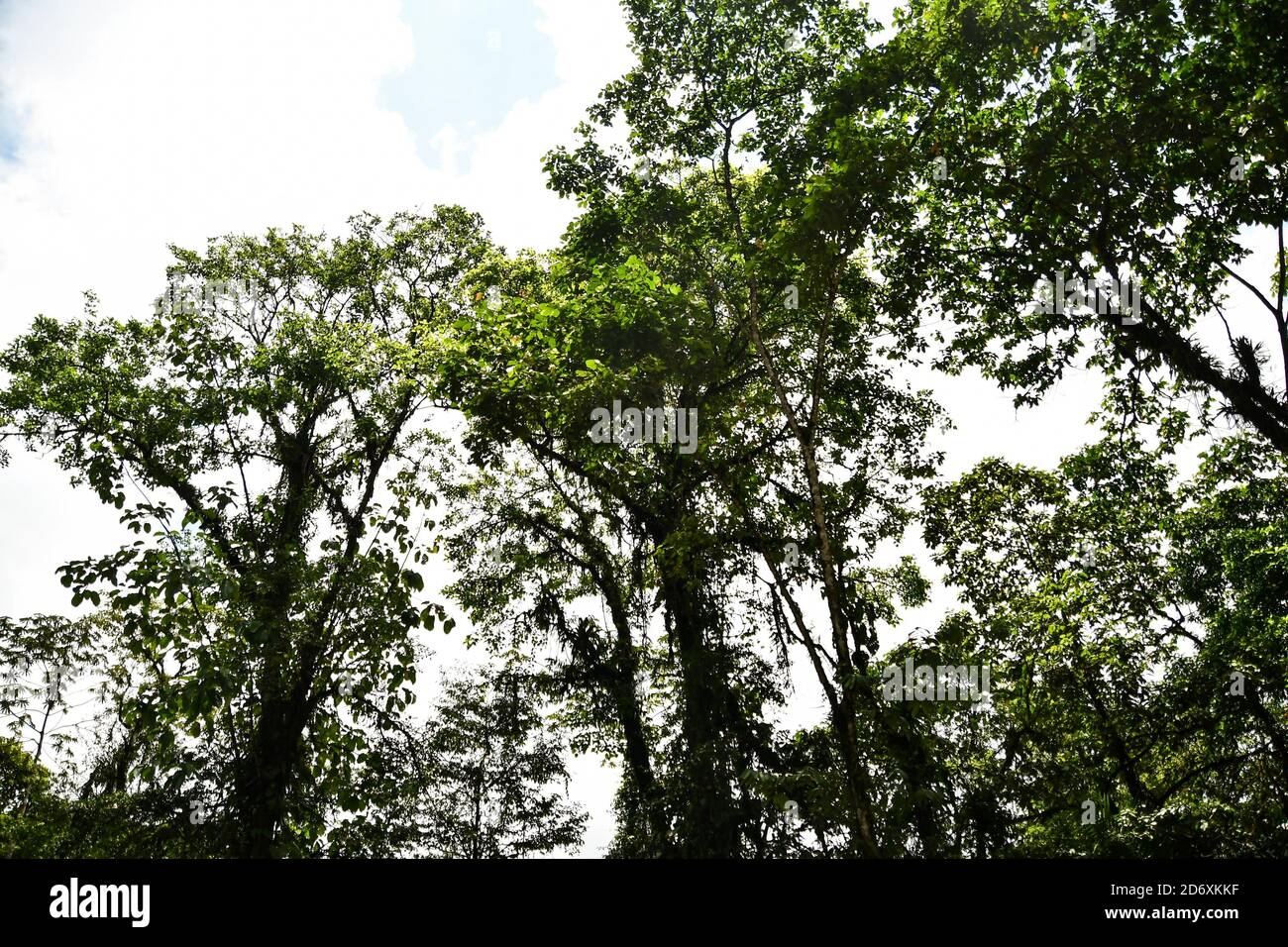 tree on blue sky, photo as a background Stock Photo - Alamy