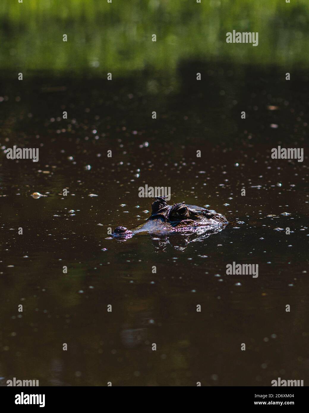 Amazon tour caiman hi-res stock photography and images - Alamy