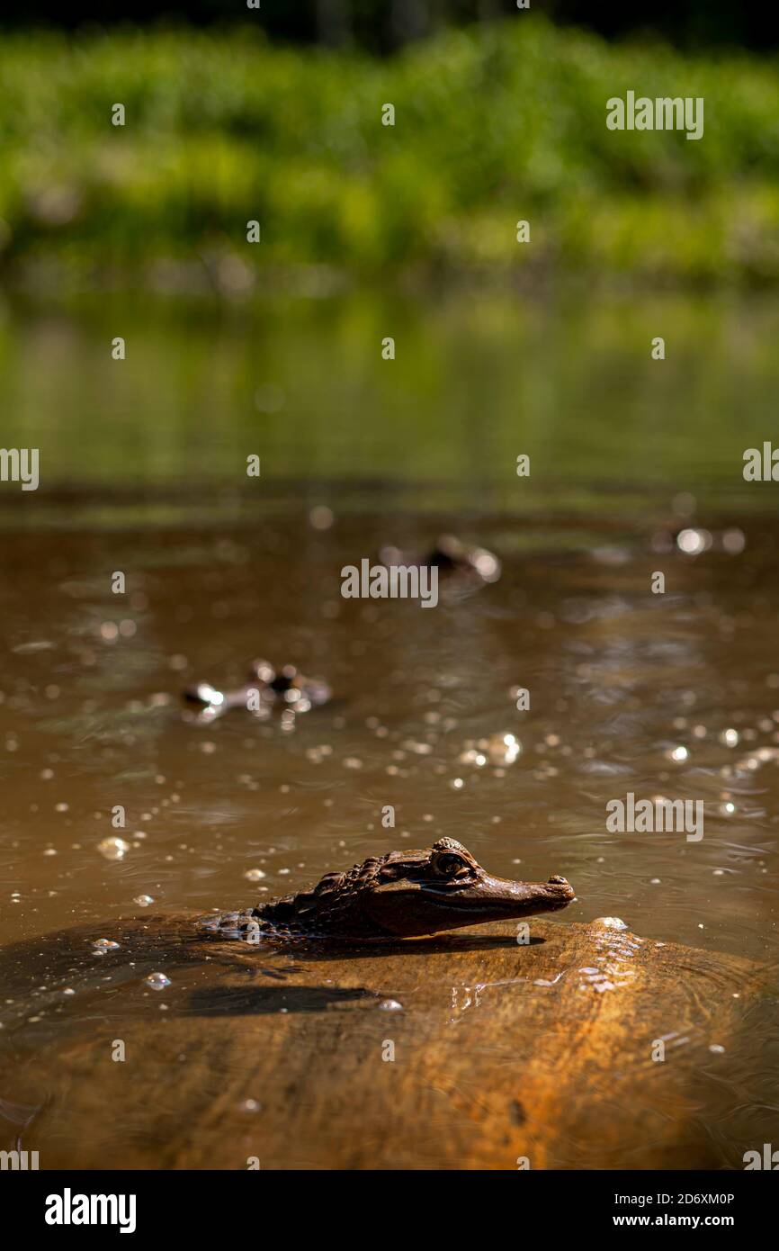 Amazon rainforest caiman hi-res stock photography and images - Alamy