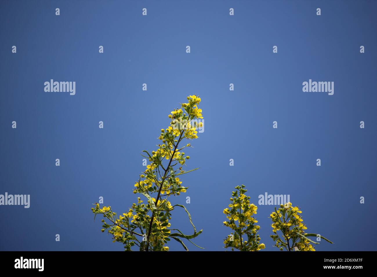 Thai copper pod hi-res stock photography and images - Alamy
