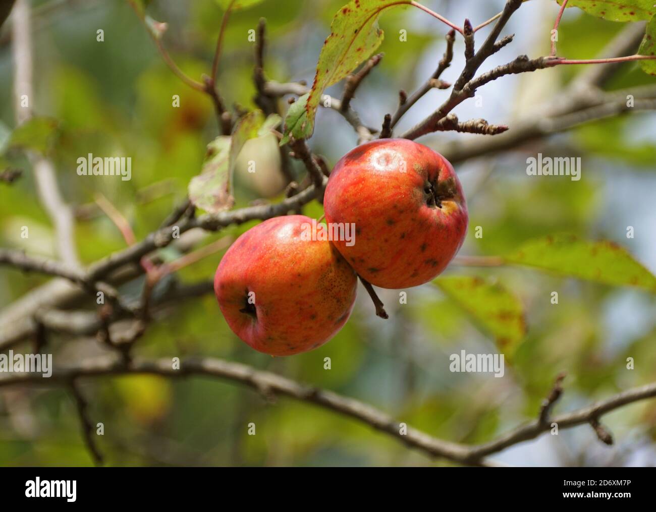 Red apples on the tree that were damaged by insects Stock Photo - Alamy