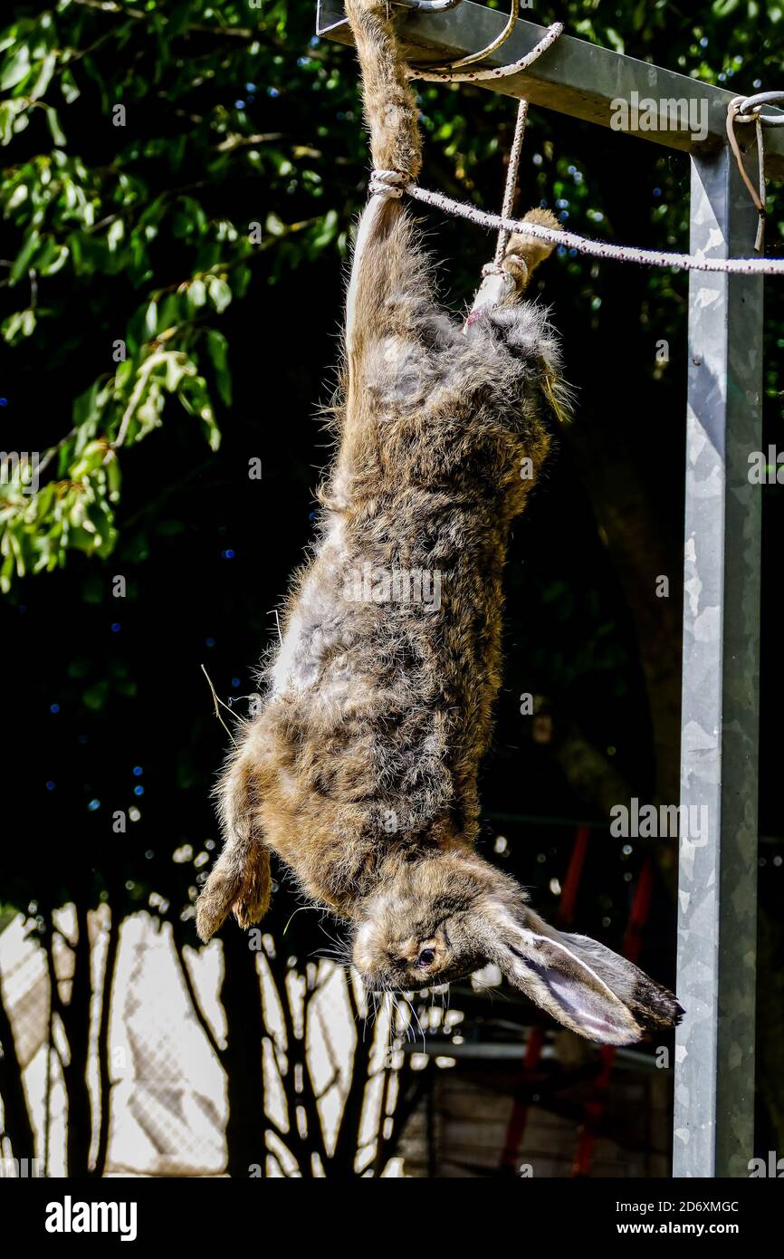 The slaughter of the animal hare Animal slaughter The death of the hare ...