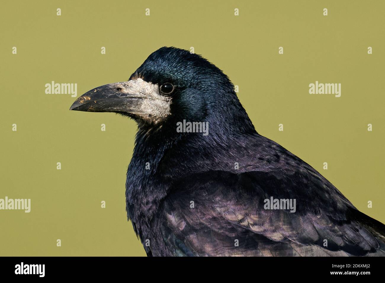 Close up portrait of the Rook Stock Photo - Alamy