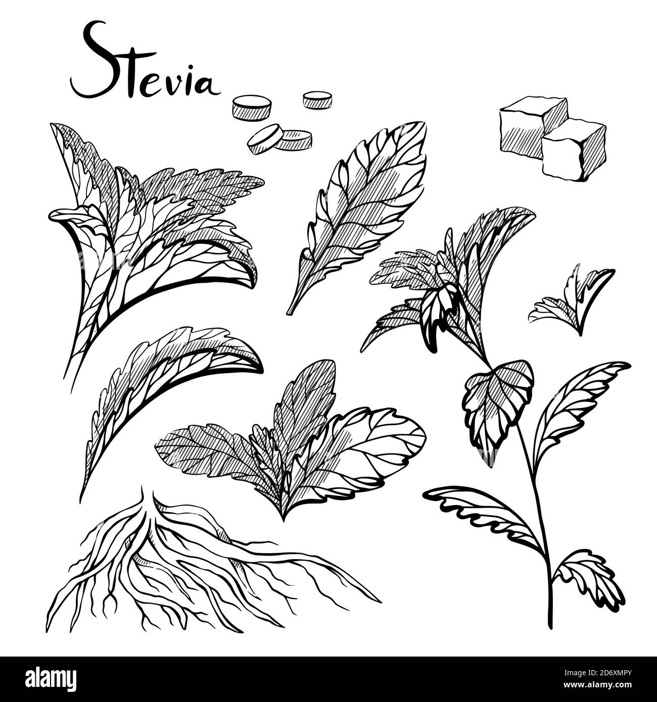 Set of hand drawn stevia plants with hatching. Natural healthy sweetener. Useful herbal organic ...