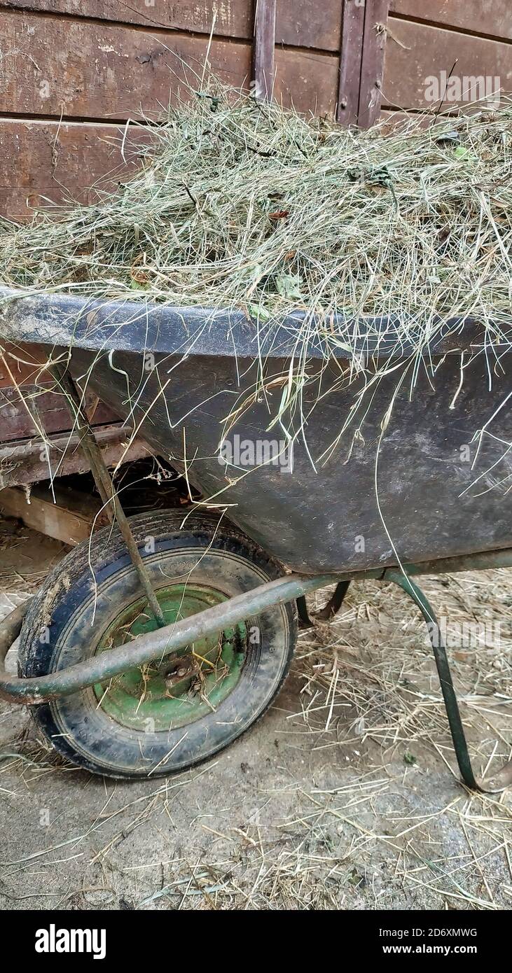 Vertical shor of a wheelbarrow full of hay in a ranch Stock Photo - Alamy