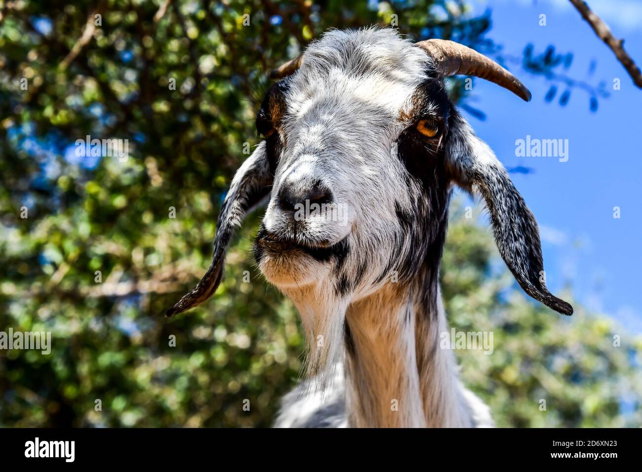 portrait of a goat, photo as background Stock Photo - Alamy