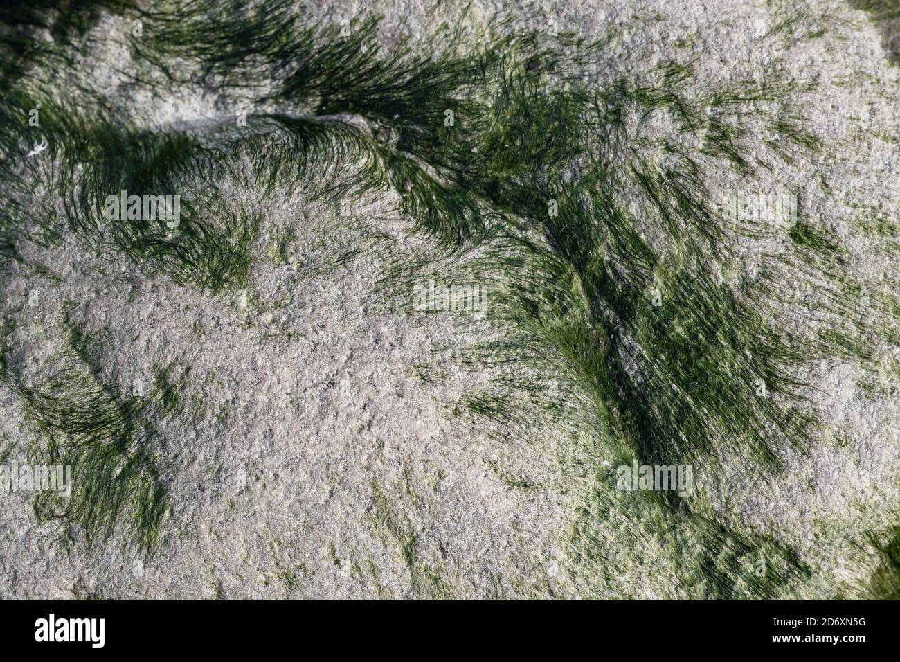 Algae texture hi-res stock photography and images - Alamy