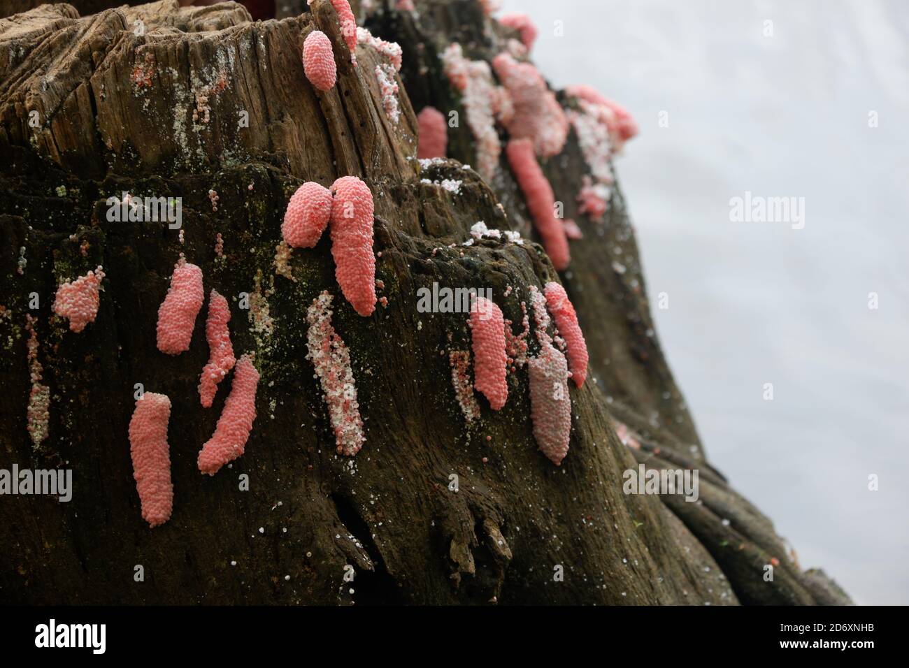 Pink golden apple snail egg hi-res stock photography and images - Alamy