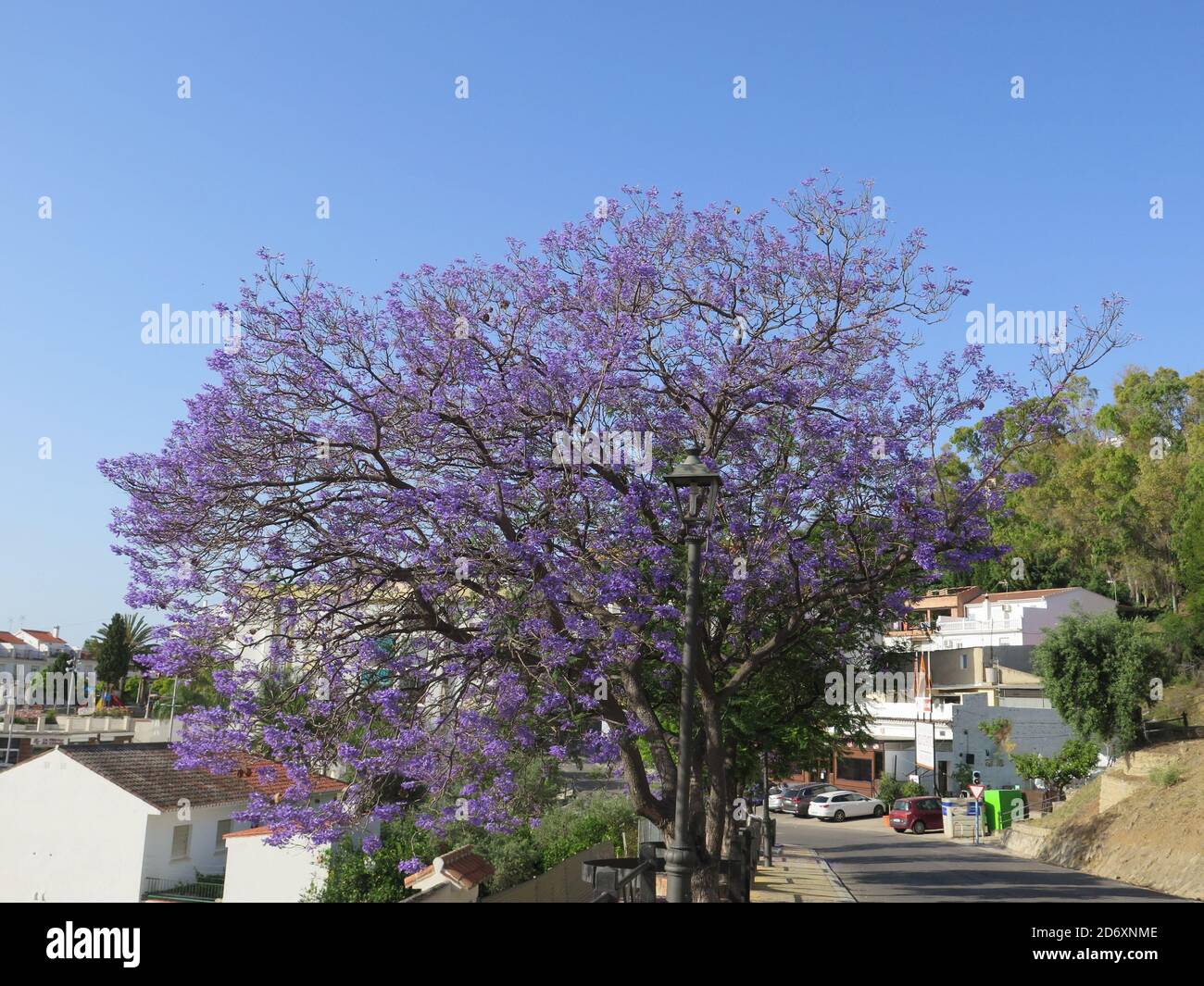 Flowering Jacaranda tree in Alora village, Andalusia Stock Photo - Alamy