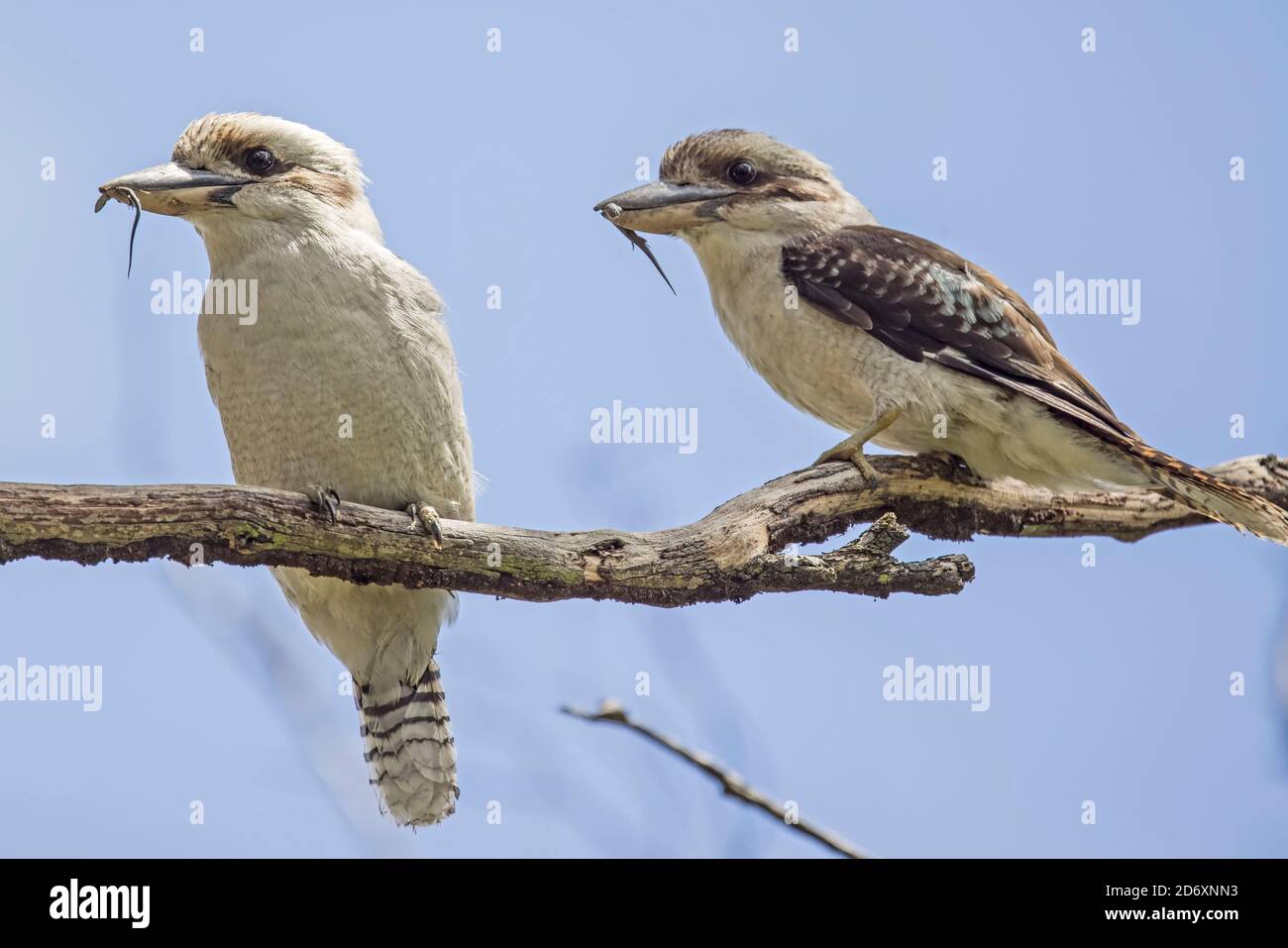 Laughing Kookaburra's with a small skink each for young at nest Stock ...