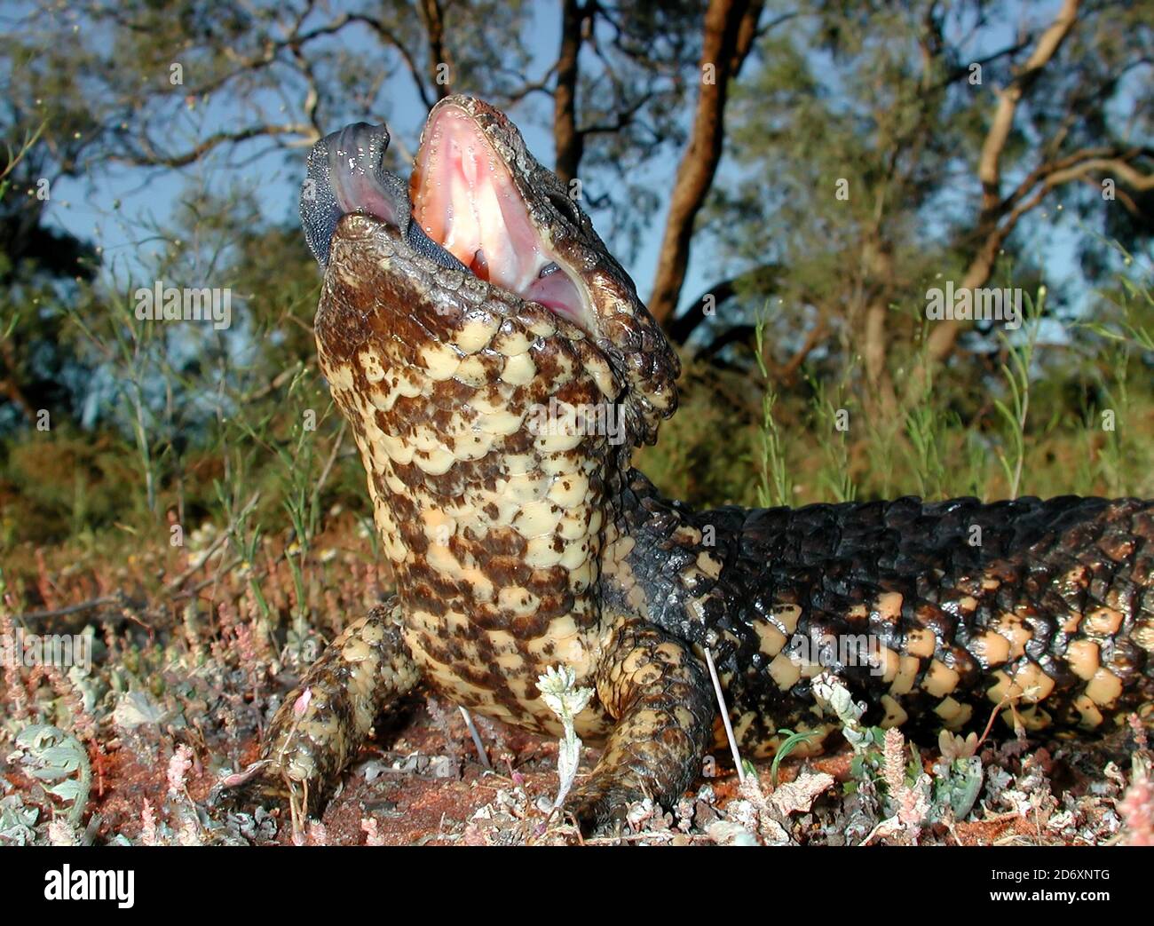 Shingleback Lizard with it's mouth open in threat display Stock Photo ...