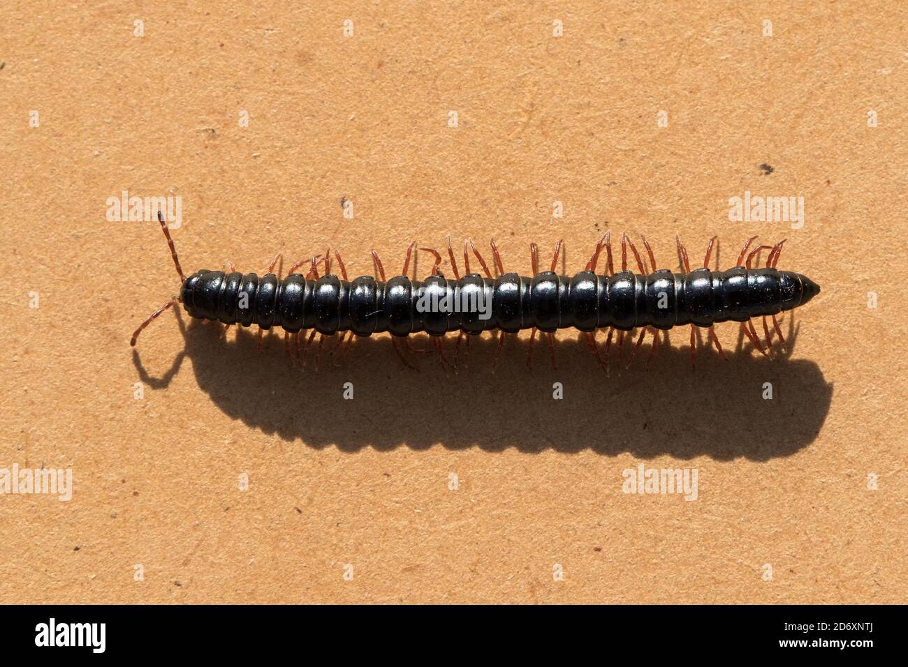 Walking millipede hi-res stock photography and images - Alamy