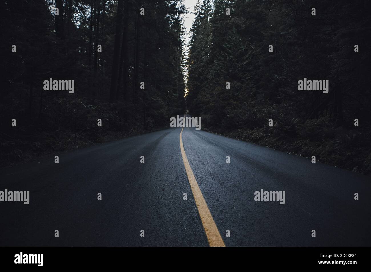 View of a wide empty straight road with tall trees on the sides Stock ...